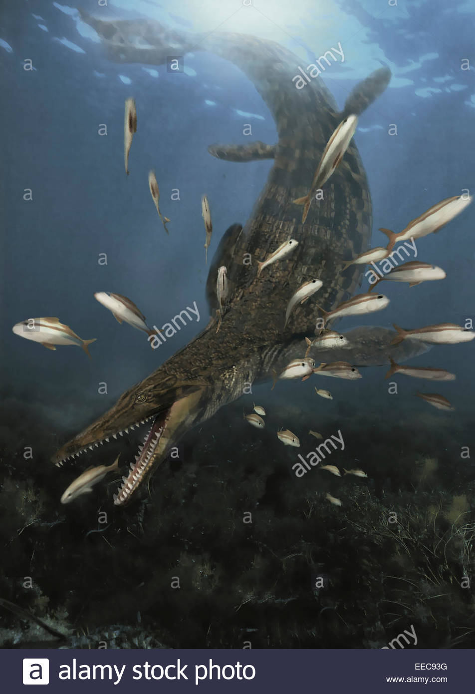 Animal Food Chain Illustration Stock Photos & Animal Food Chain ...