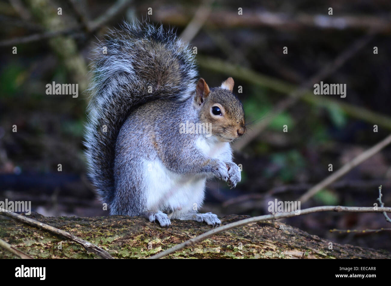 One squirrel sitting hi-res stock photography and images - Alamy