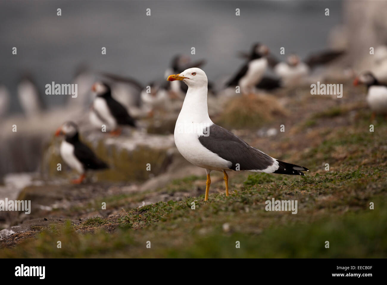 Puffin population hi-res stock photography and images - Alamy