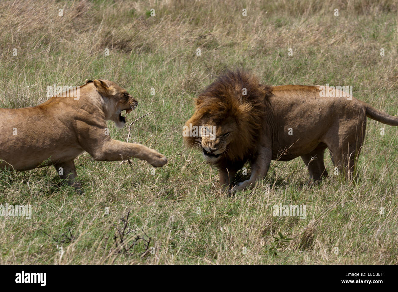 Southwest african lions hi-res stock photography and images - Alamy