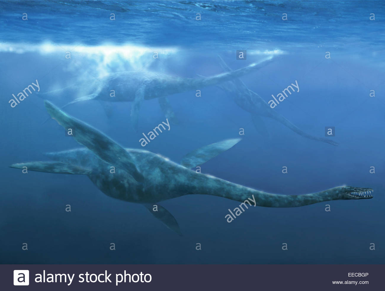 Plesiosaur Stock Photos & Plesiosaur Stock Images - Alamy