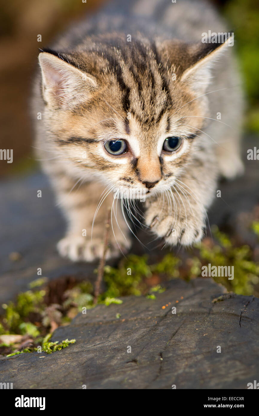 Tabby kittens playing outside in a wood, UK Stock Photo - Alamy