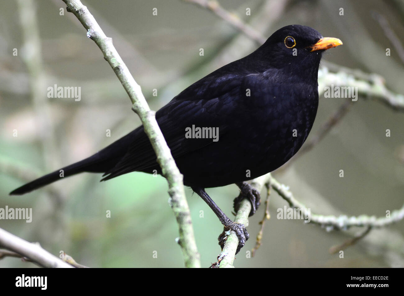 A blackbird in a tree UK Stock Photo - Alamy