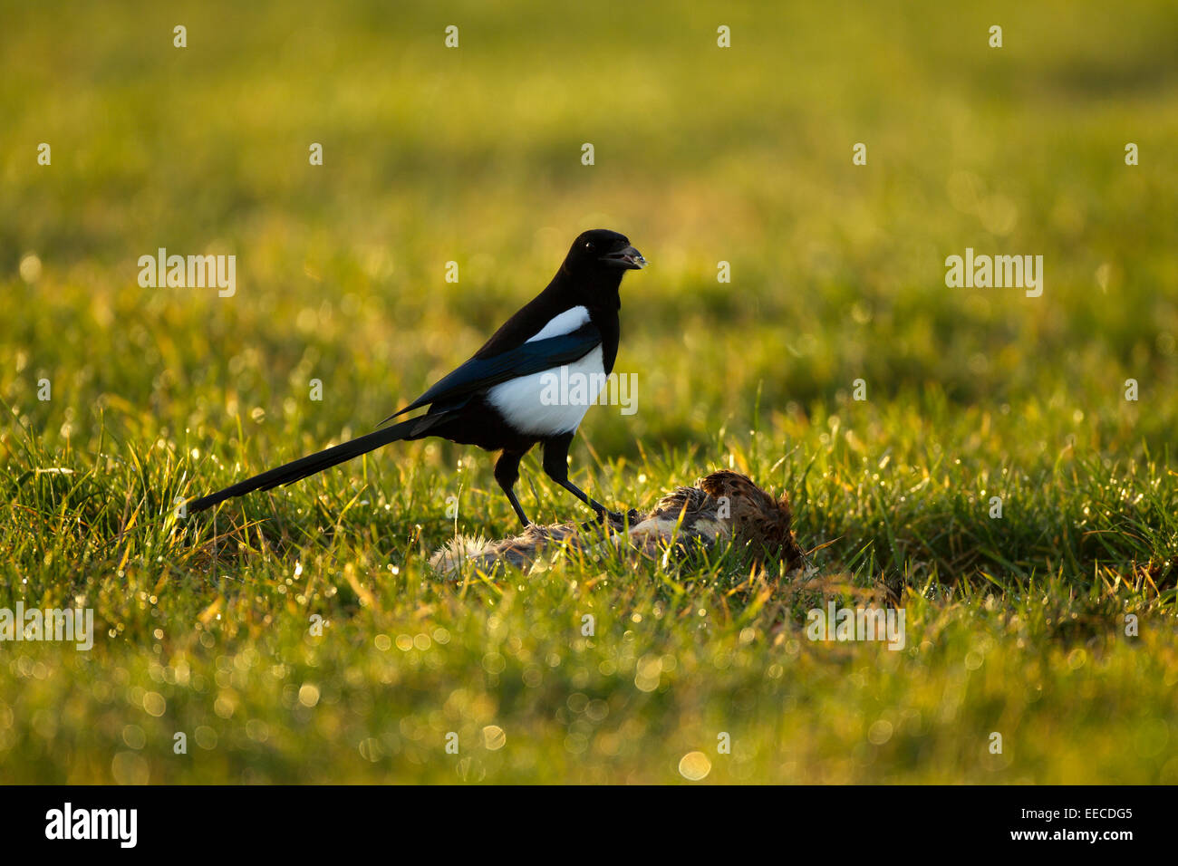 Magpie hi-res stock photography and images - Alamy
