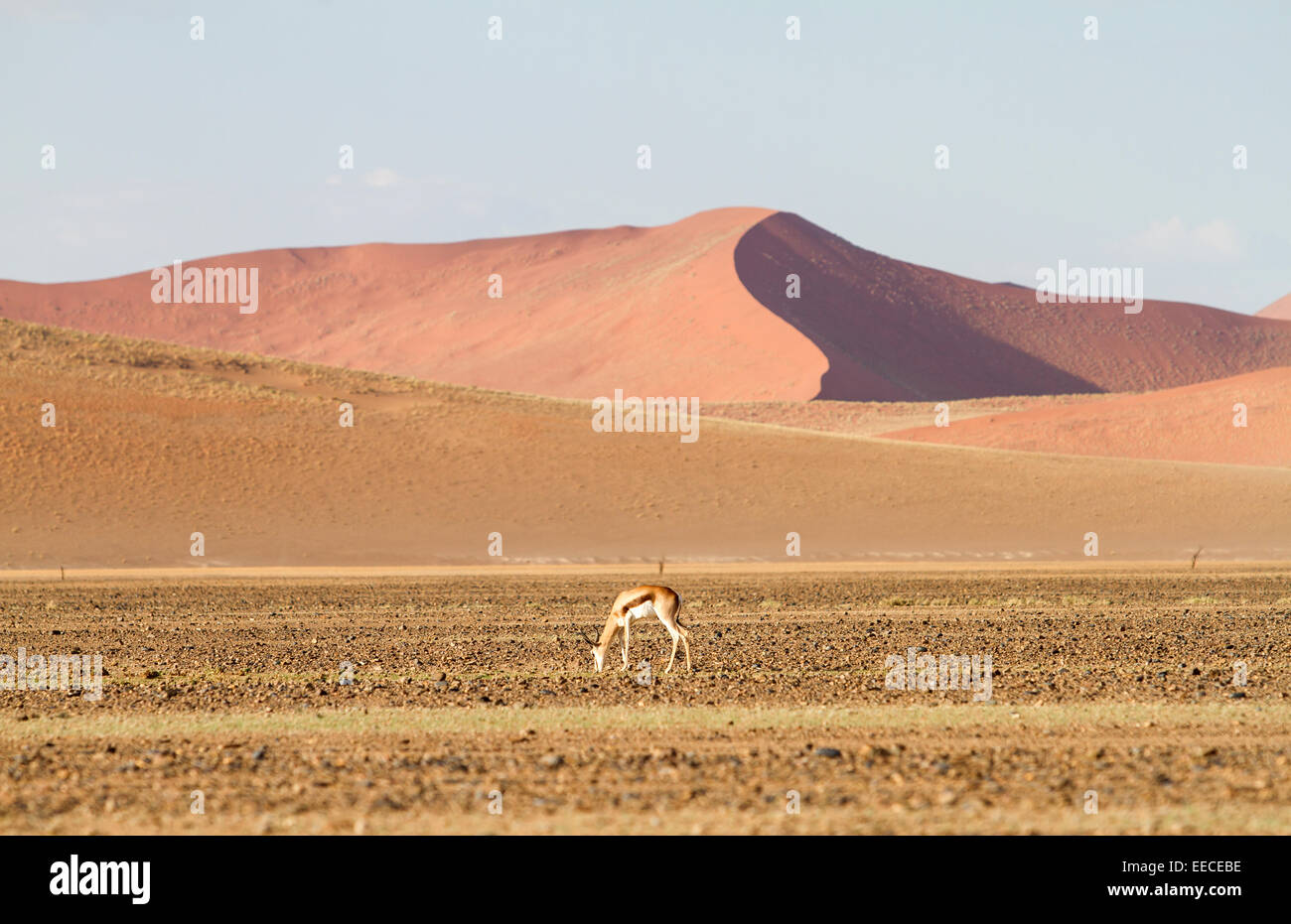 Springbok Desert High Resolution Stock Photography and Images - Alamy