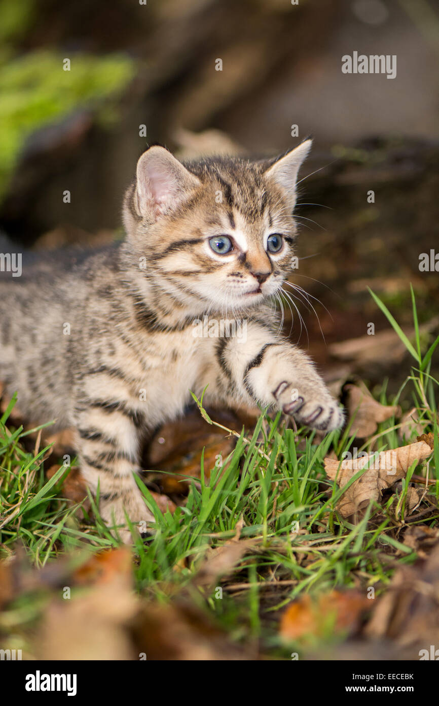 Tabby kittens playing outside in a wood, UK Stock Photo - Alamy