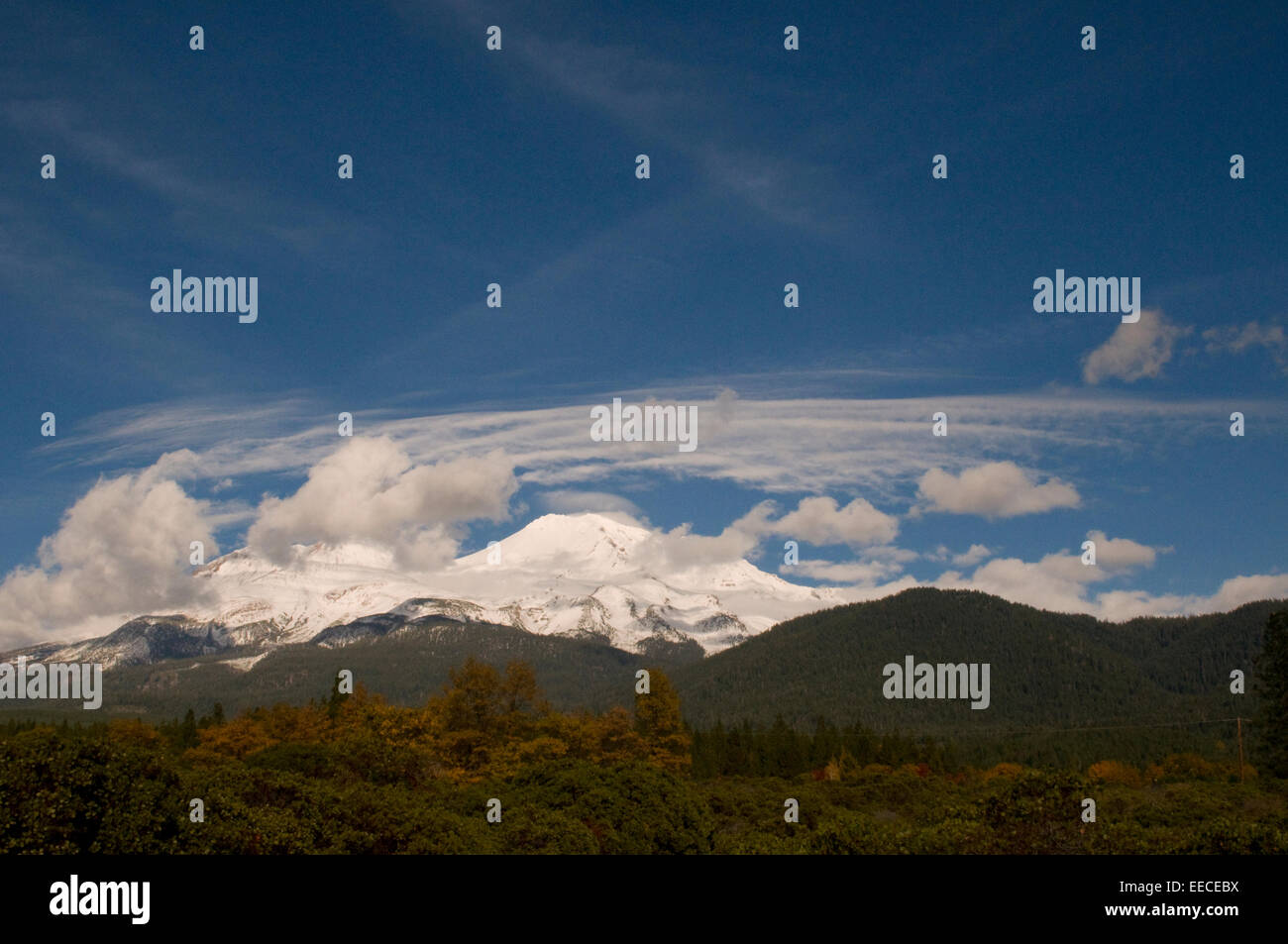 Blue sky, snow clad & light cloud covered Mount Shasta with forest ...