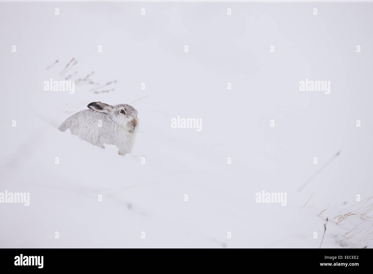 Mountain hare in winter colours and snow Stock Photo - Alamy