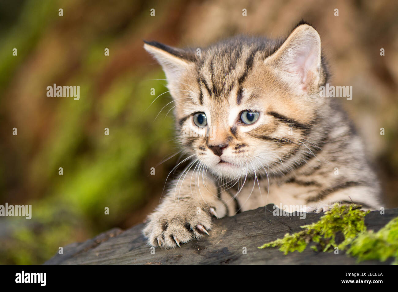 Domestic tabby kitten hi-res stock photography and images - Alamy