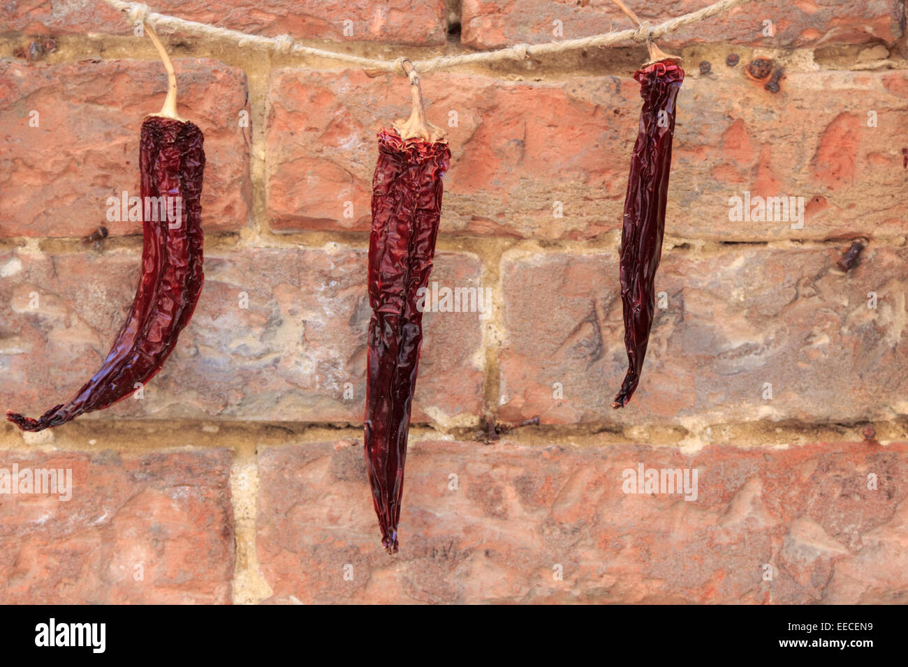 Red chili on a rope hanging to dry Stock Photo - Alamy