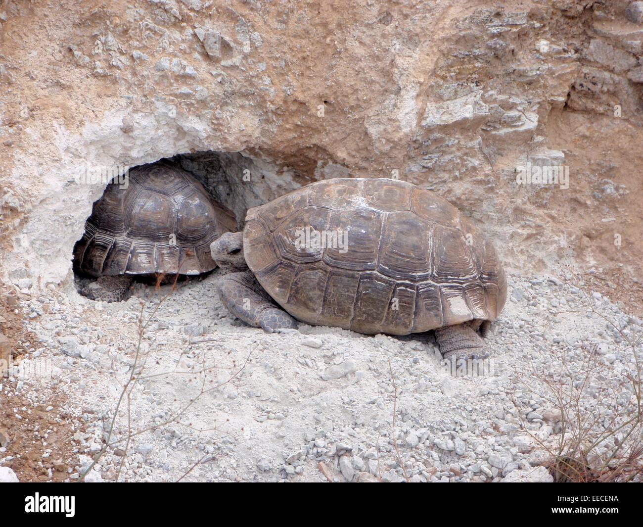 Desert tortoise hi-res stock photography and images - Alamy