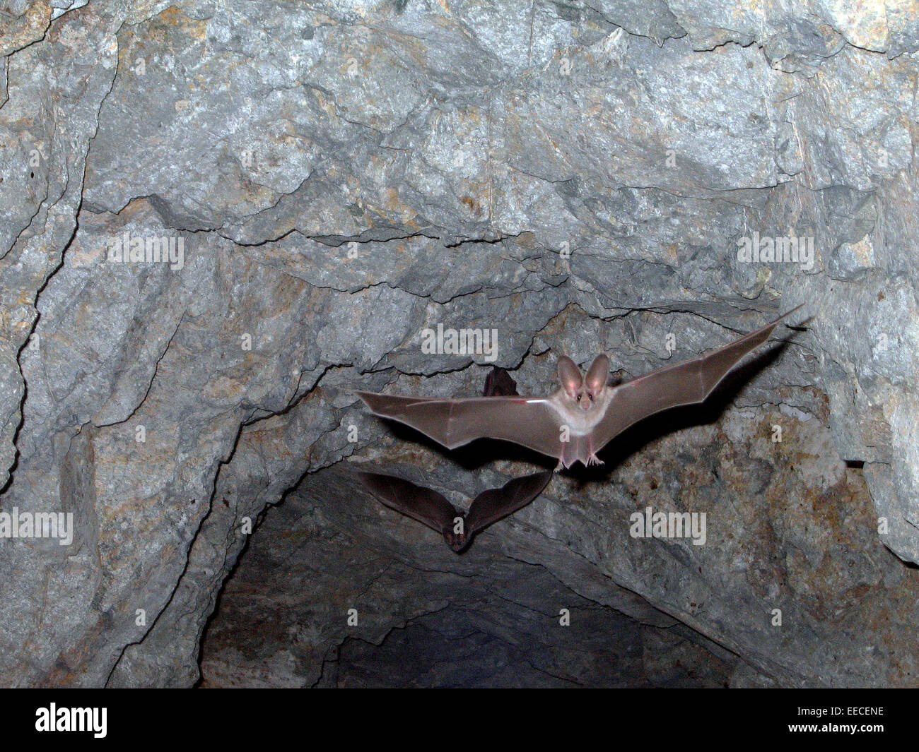 A California leaf-nosed bat in Joshua Tree National Park in Twenty Nine ...
