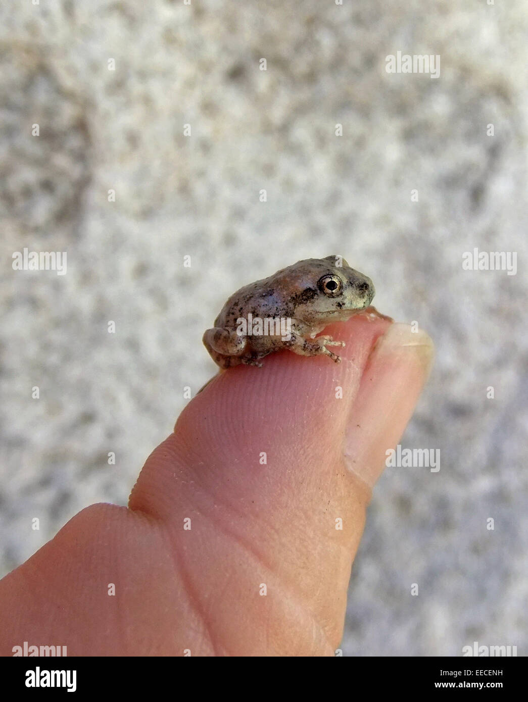 Country frog hi-res stock photography and images - Alamy