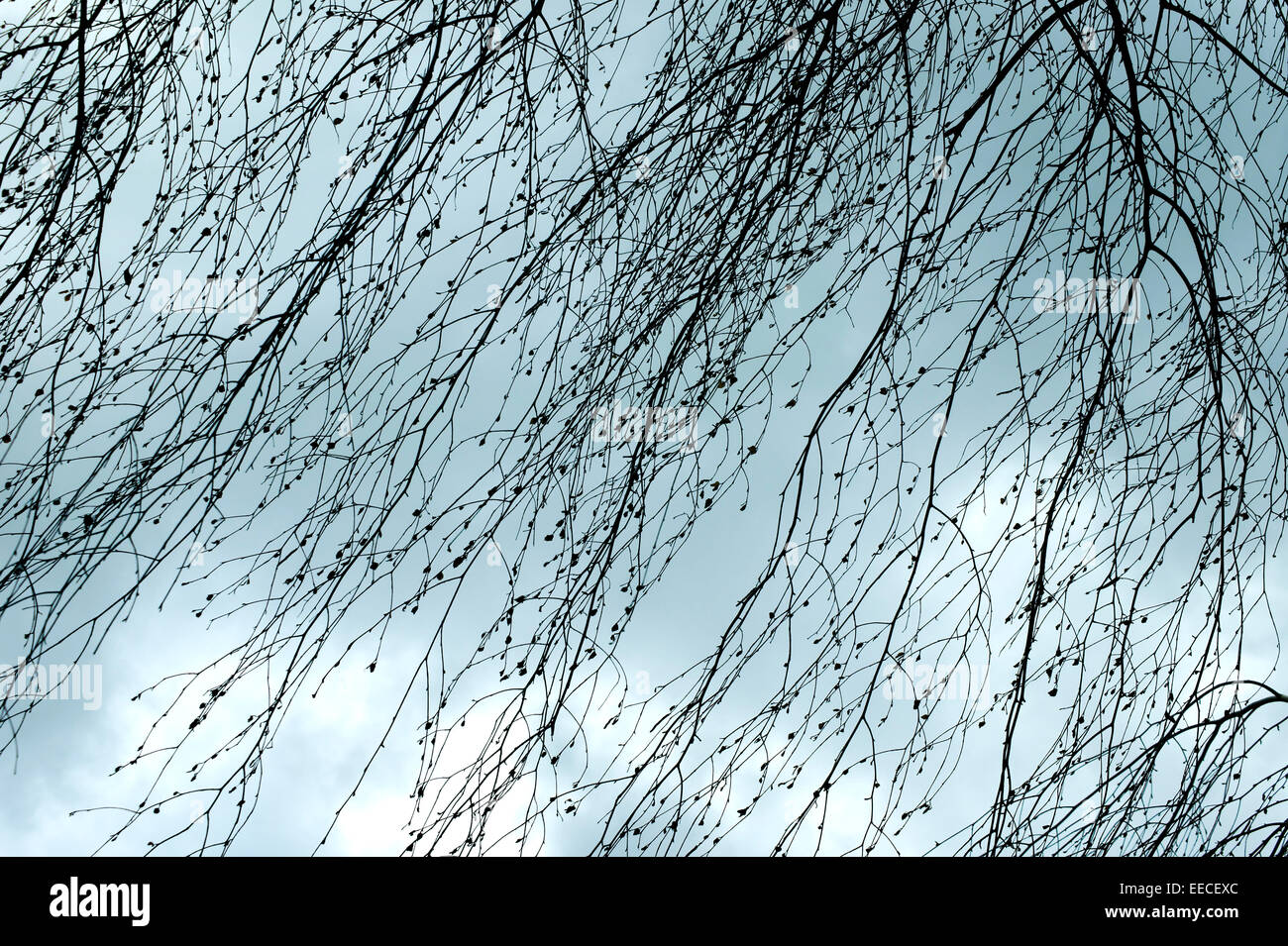 Thin branches hi-res stock photography and images - Alamy