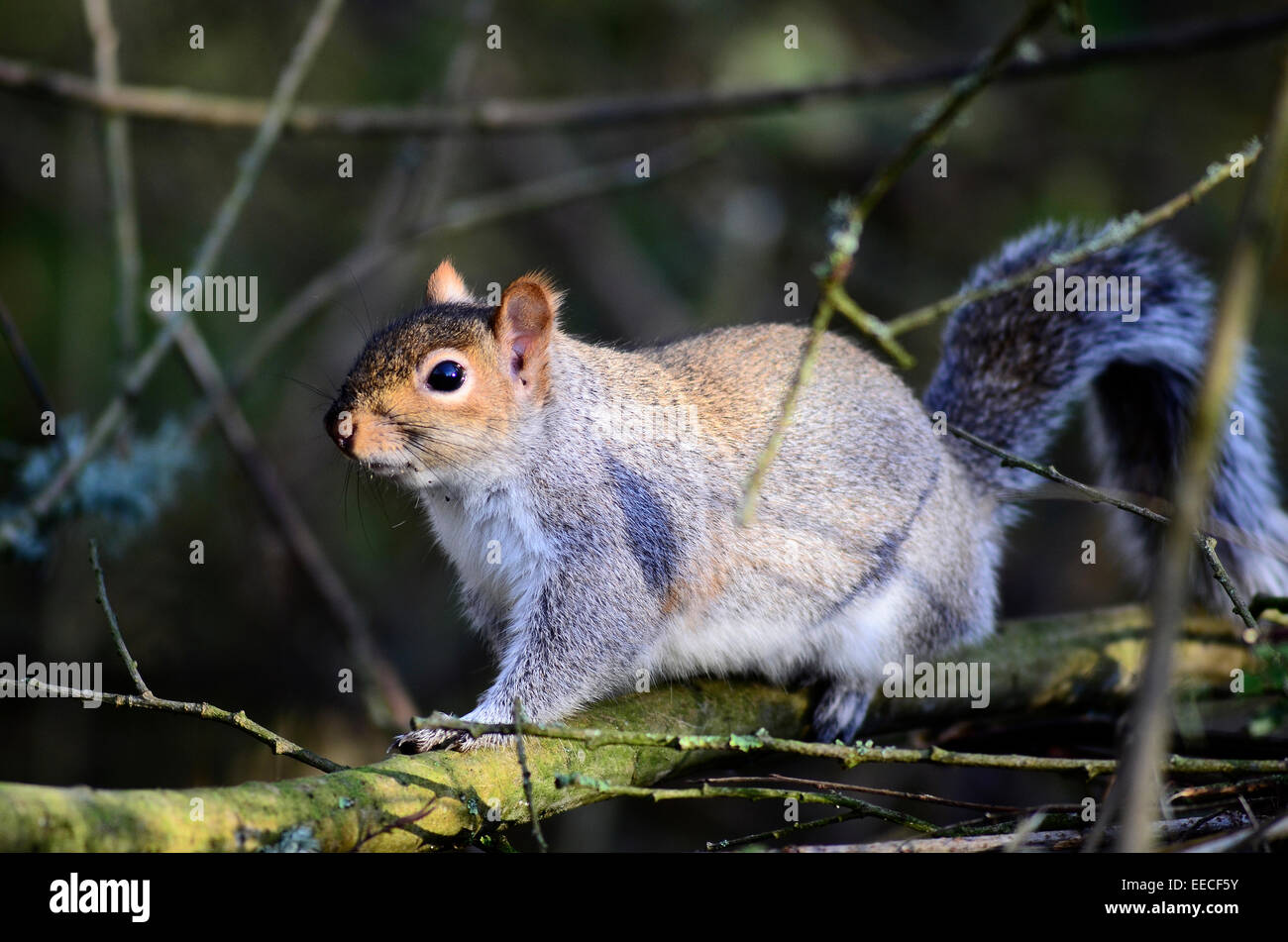 One grey squirrel in a woodland UK Stock Photo - Alamy