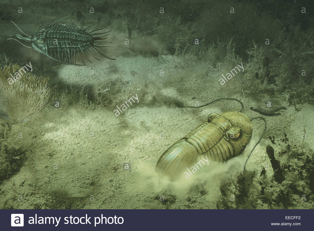 Trilobites Stock Photos & Trilobites Stock Images - Alamy