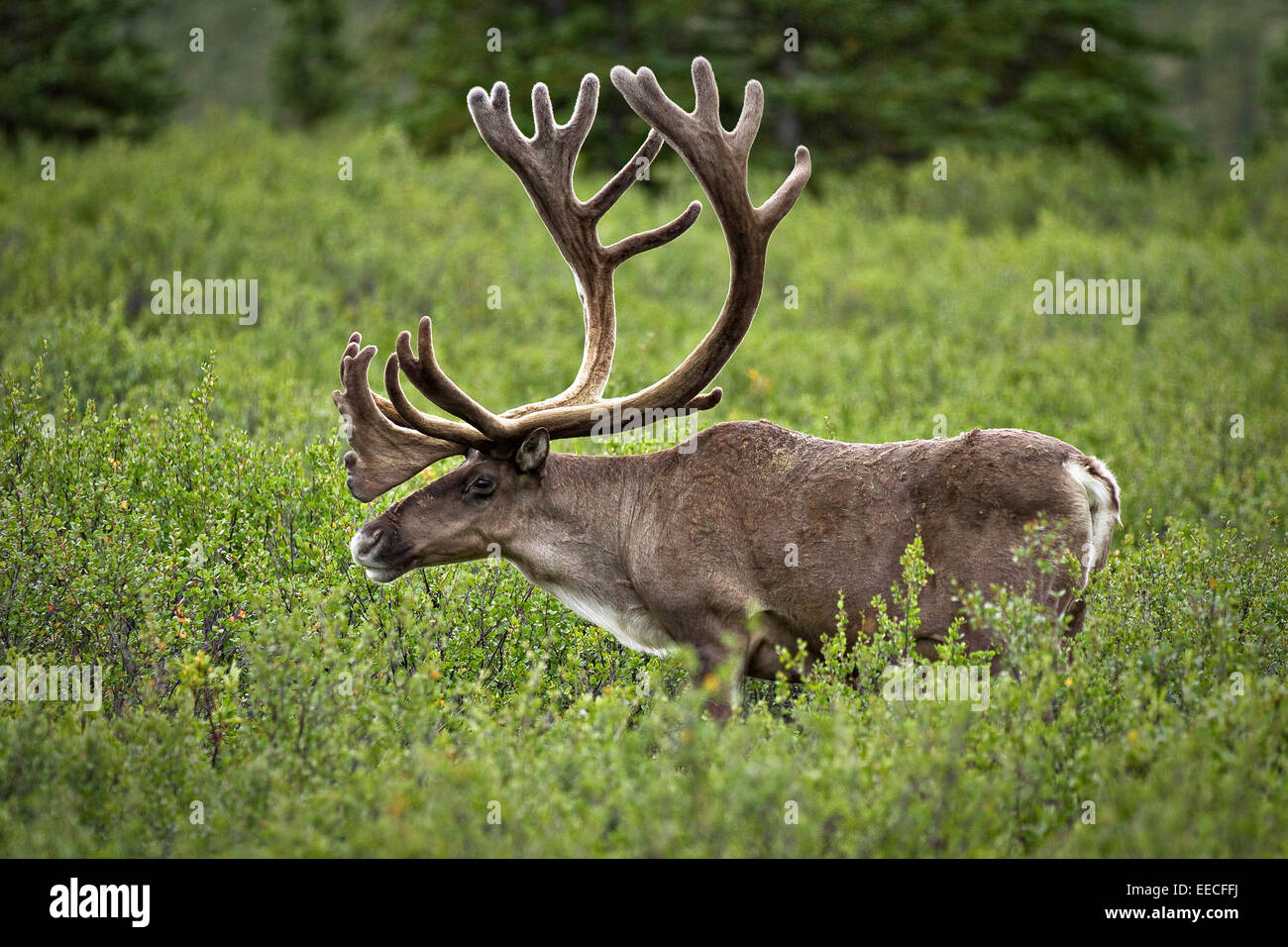 Bull Caribou in Denali National Park Alaska Stock Photo - Alamy