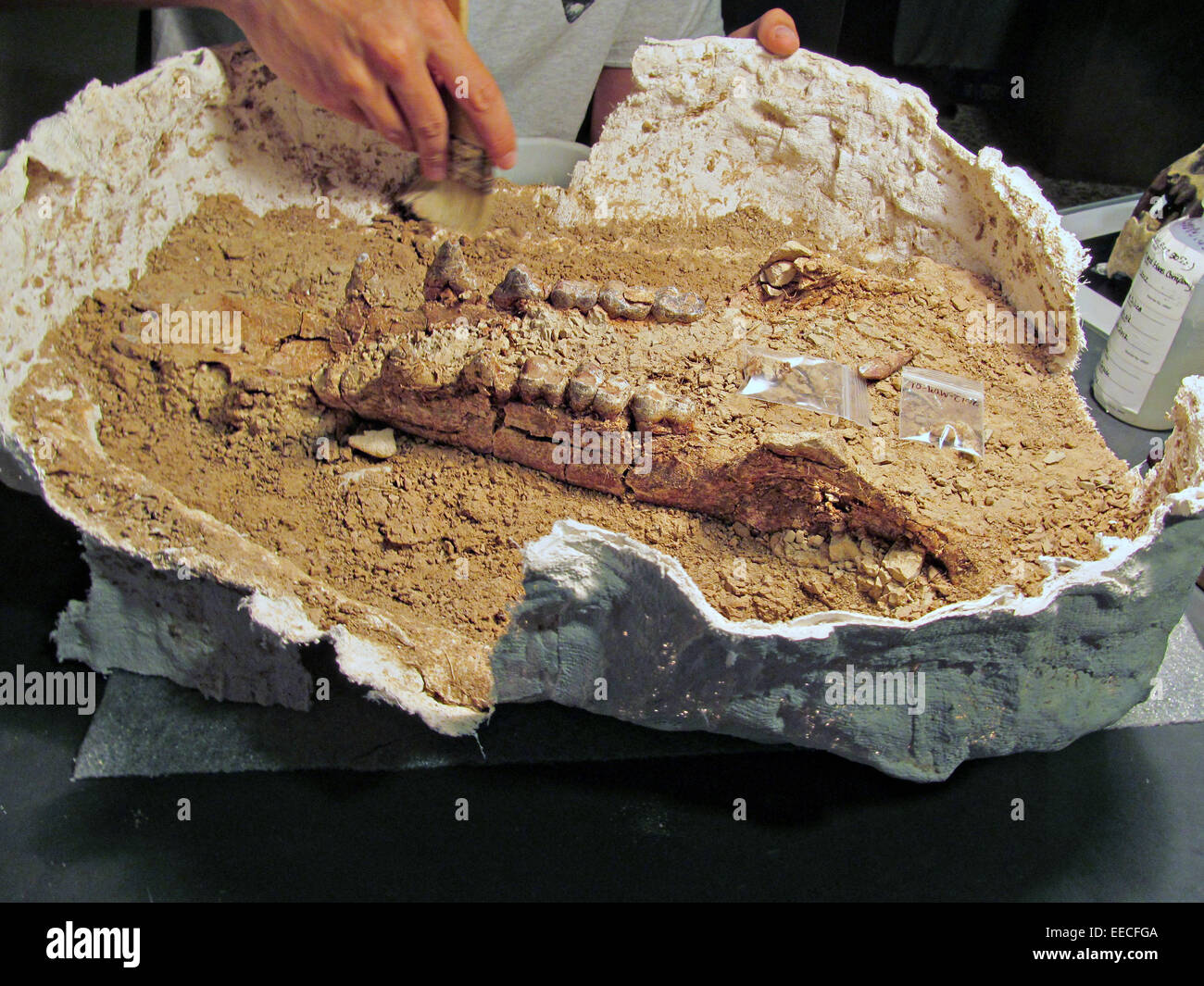A paleontologist works on removing material from around a fossil ...