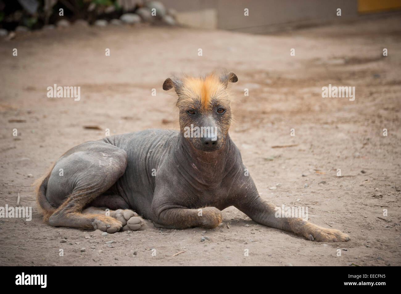 Peruvian hairless dog. Lima, Peru Stock Photo - Alamy
