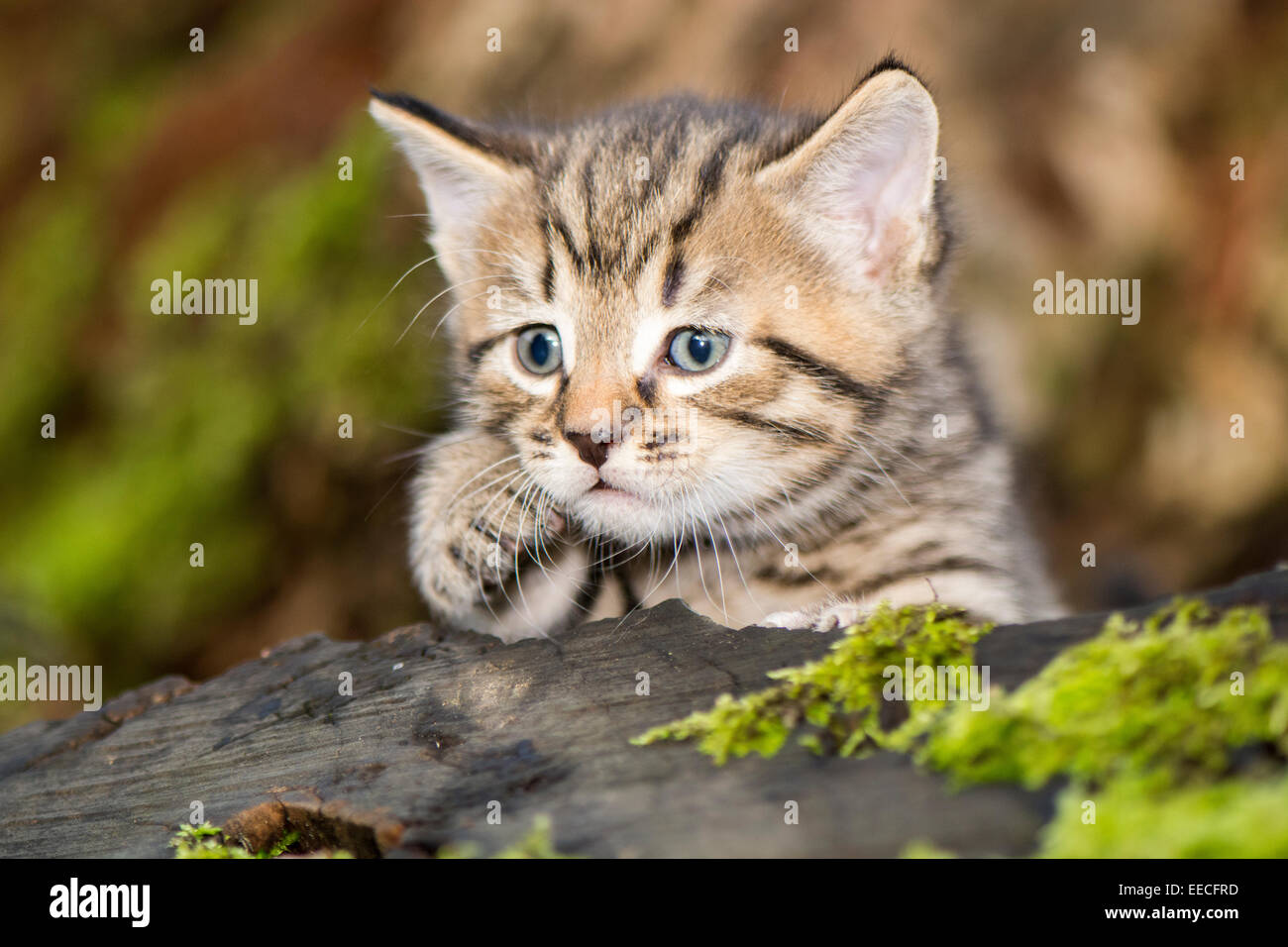 Tabby kittens playing outside in a wood, UK Stock Photo - Alamy