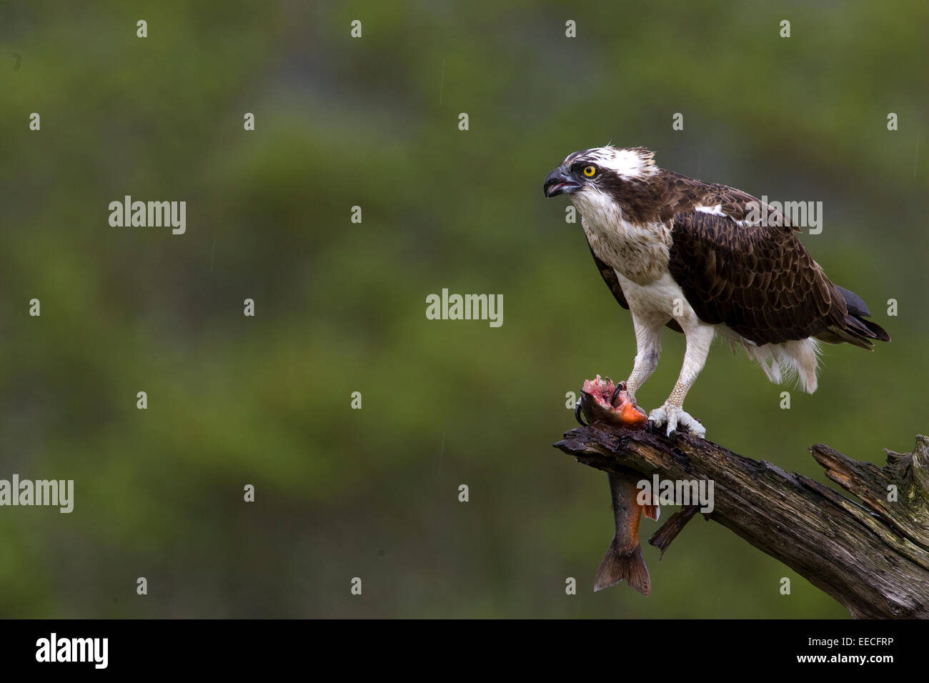Osprey leaving nest hi-res stock photography and images - Alamy