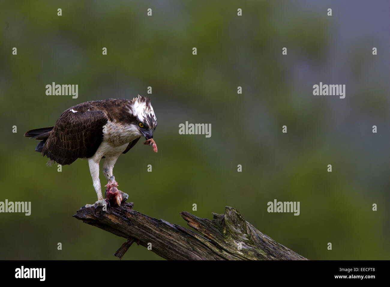Osprey eating a trout Stock Photo - Alamy
