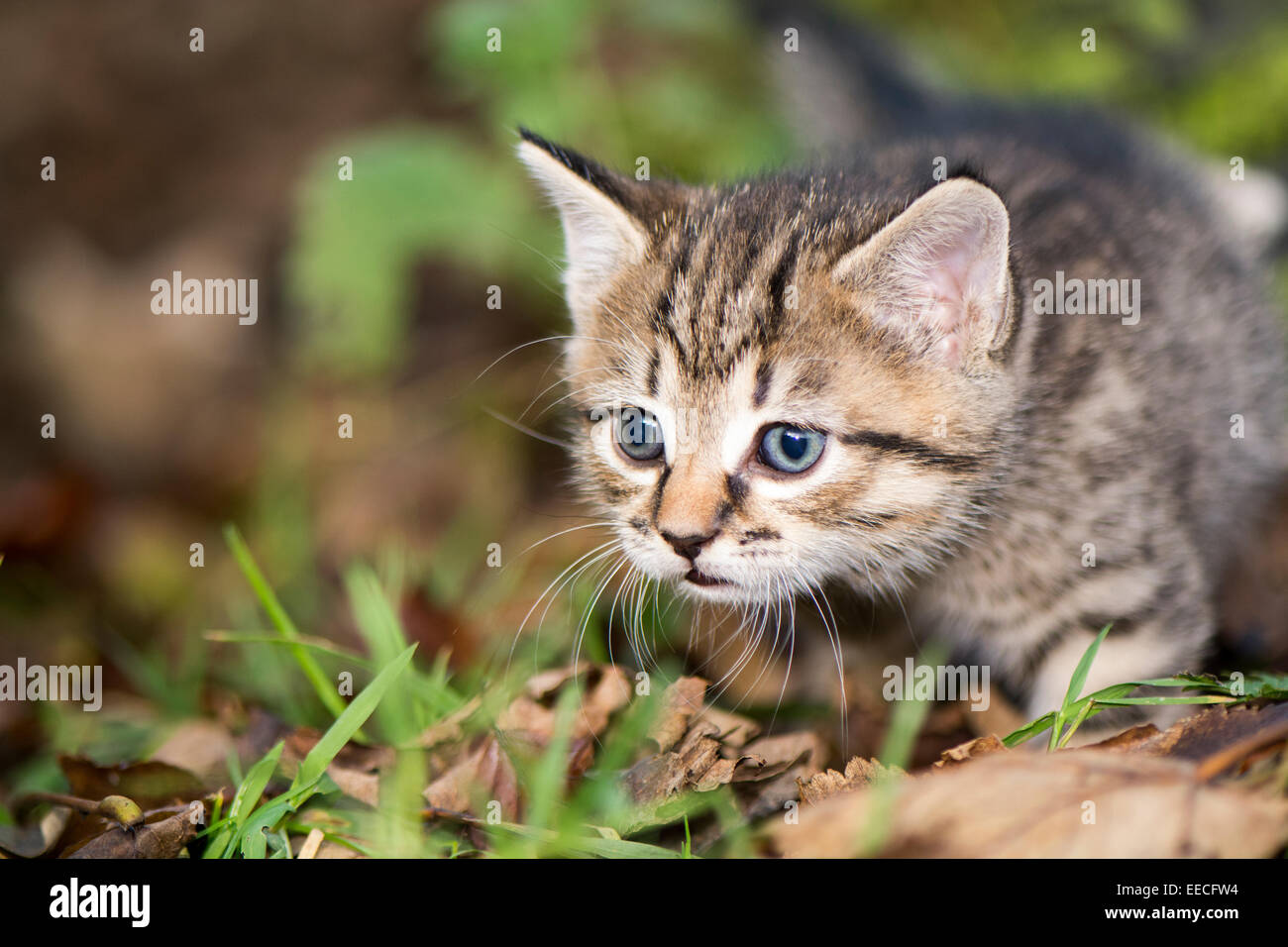 Brown Tabby Kitten Outside