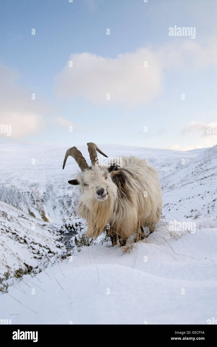 Wild/Feral Goat (Capra hircus), Grey Mare's Tail Nature Reserve ...