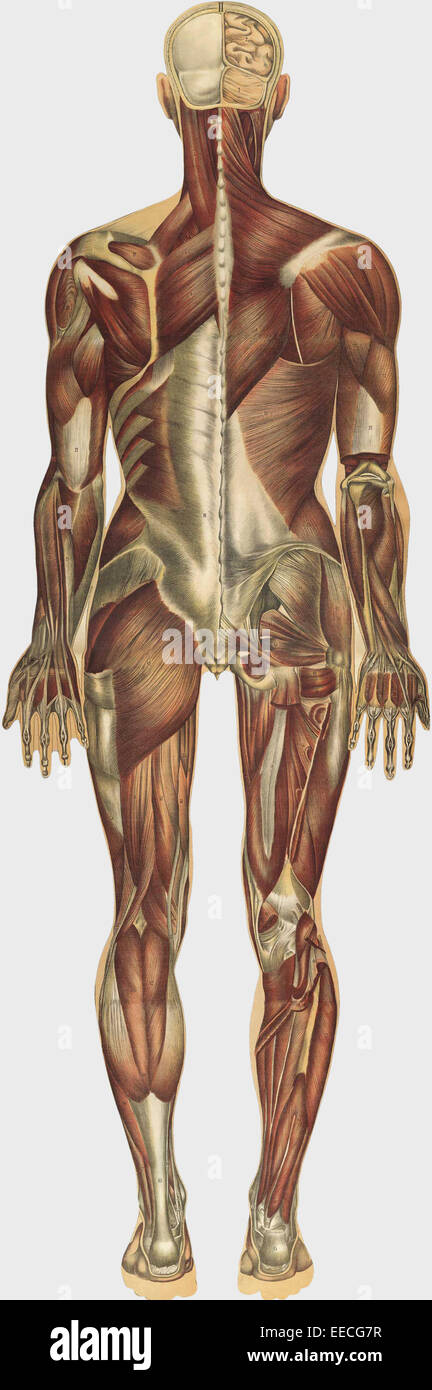 The human body with superimposed colored plates, by Julien Bougle ...