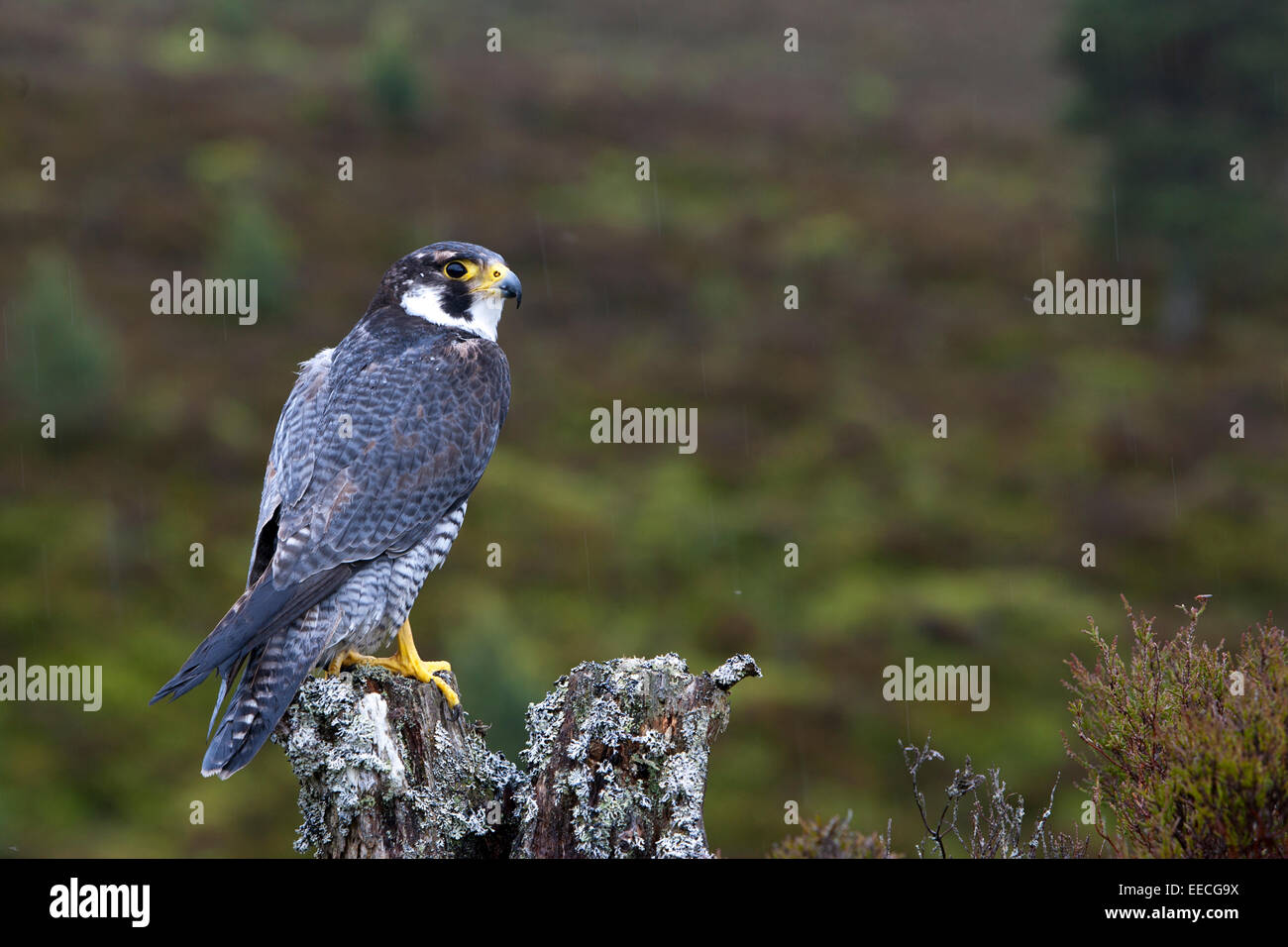 Ducks and falcons hi-res stock photography and images - Alamy