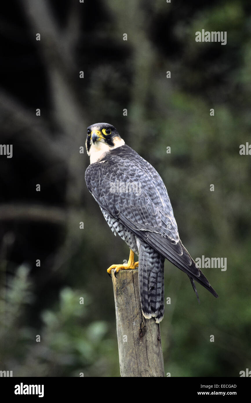 Falcons and allies hi-res stock photography and images - Alamy