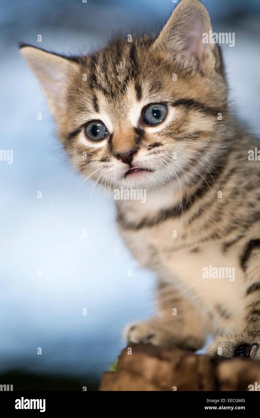 Tabby kittens playing outside in a wood, UK Stock Photo - Alamy
