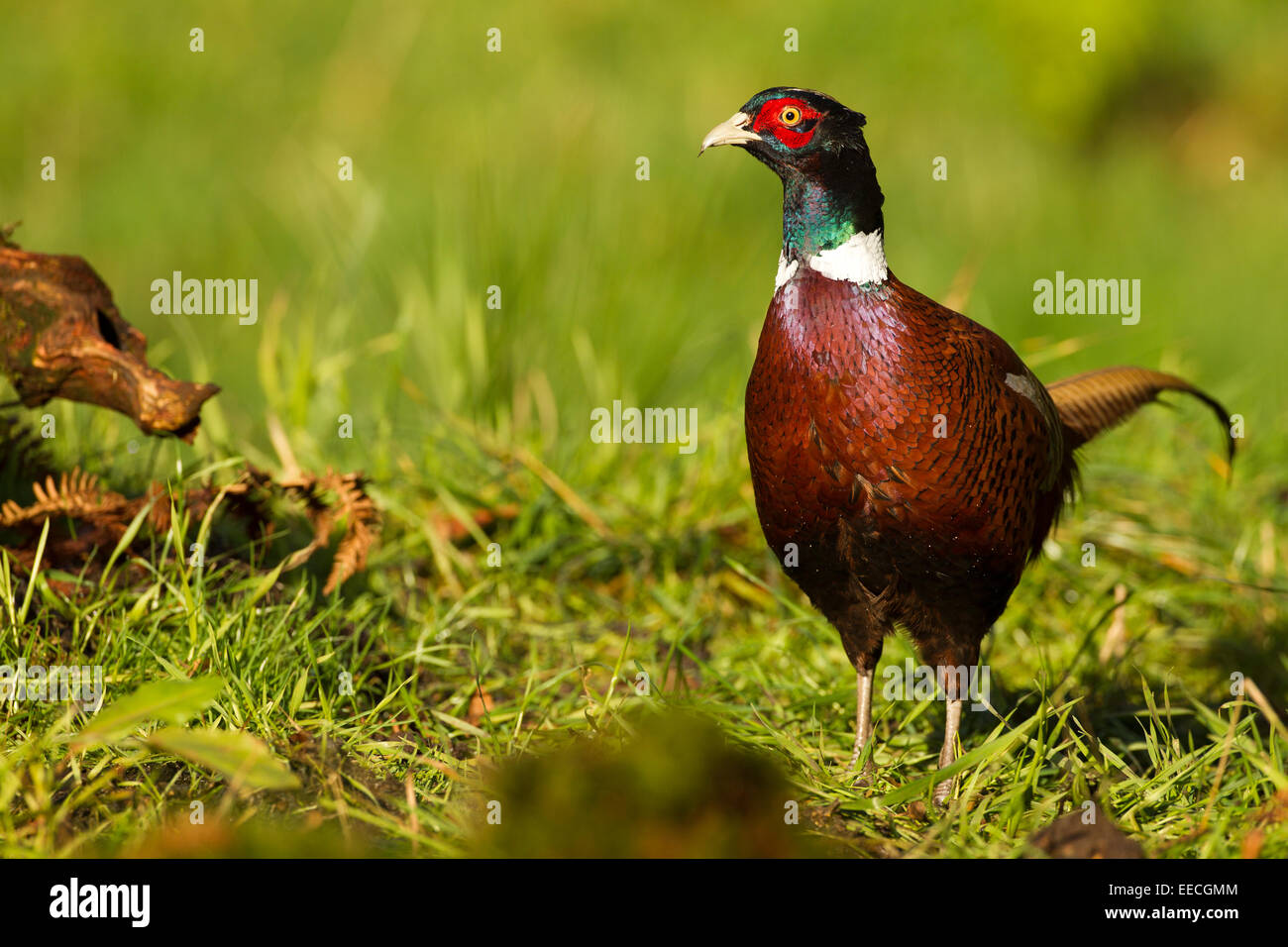 Pheasant shoots hi-res stock photography and images - Alamy
