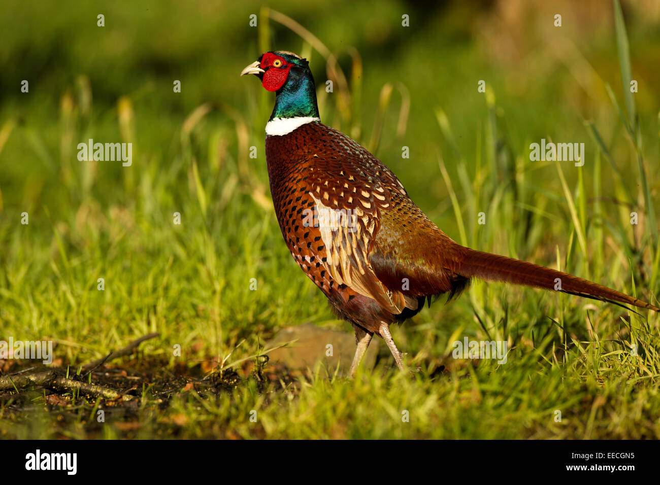 Pheasant shoots hi-res stock photography and images - Alamy