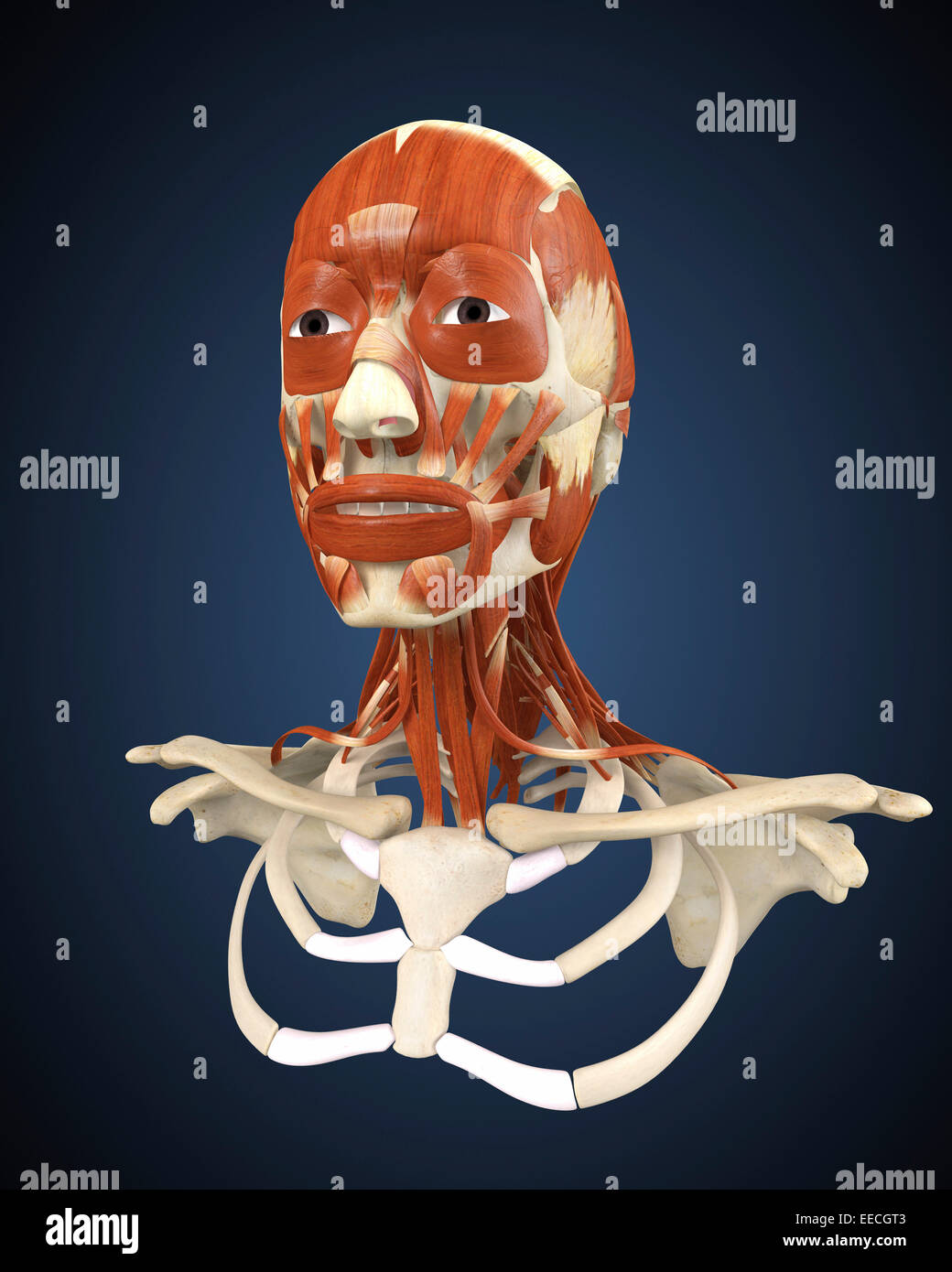 Human face with bone and muscles Stock Photo - Alamy