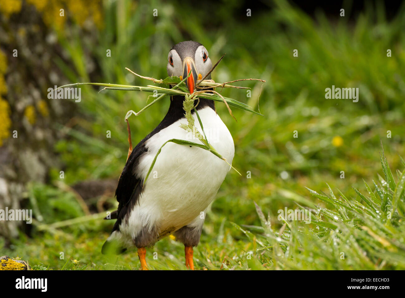 Puffin with nest material Stock Photo - Alamy