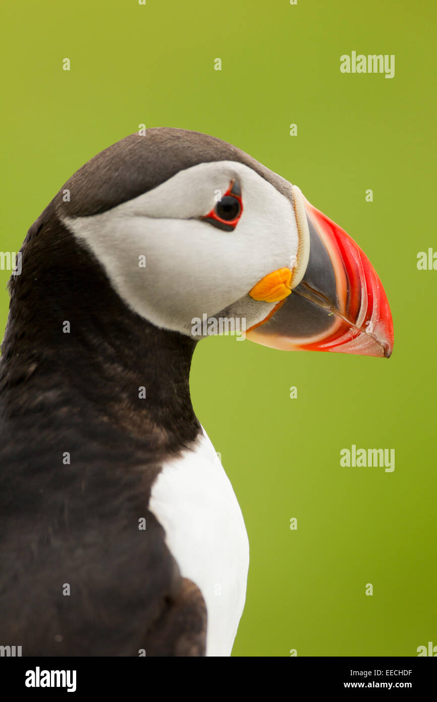 Islands off anglesey hi-res stock photography and images - Alamy