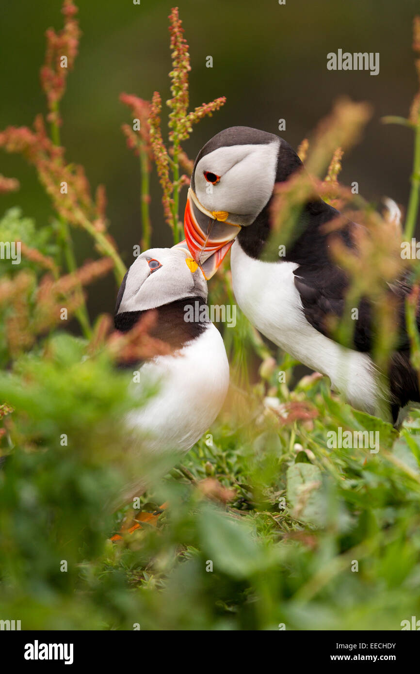 Anglesey south stack puffins hi-res stock photography and images - Alamy
