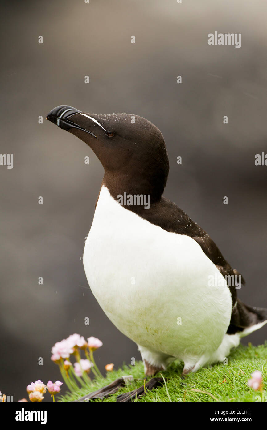 Alcidae bird hi-res stock photography and images - Alamy