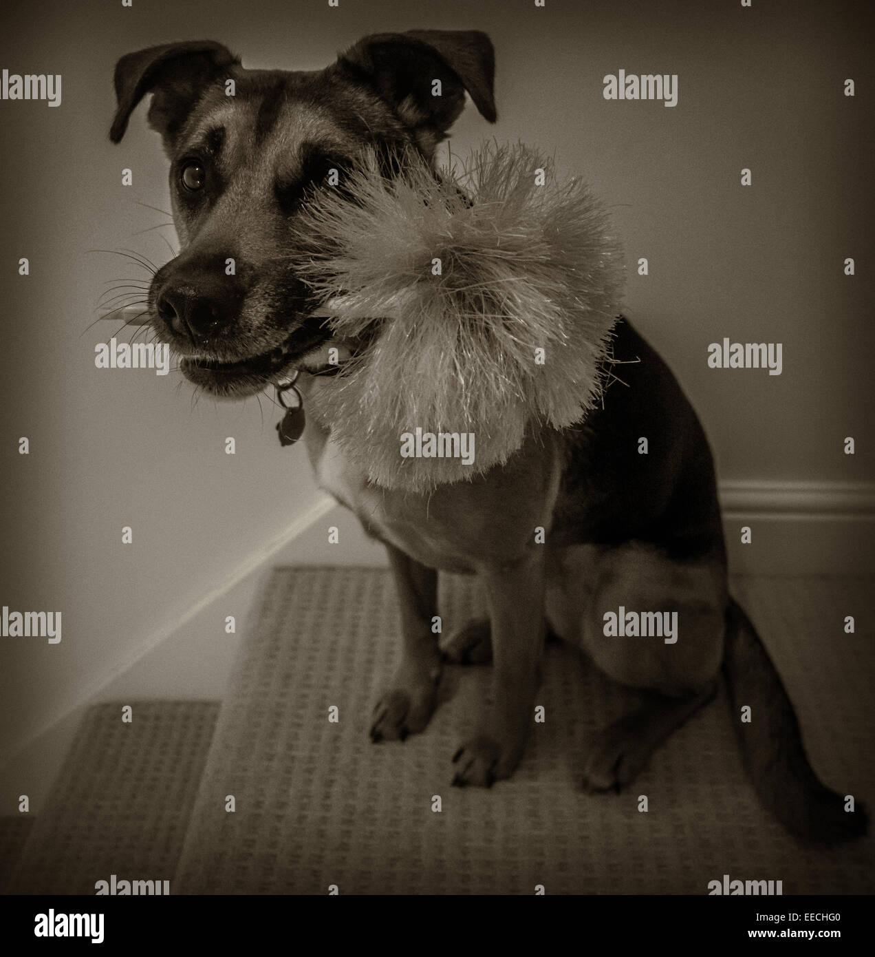 Dog helping to dust the dog hairs Stock Photo - Alamy