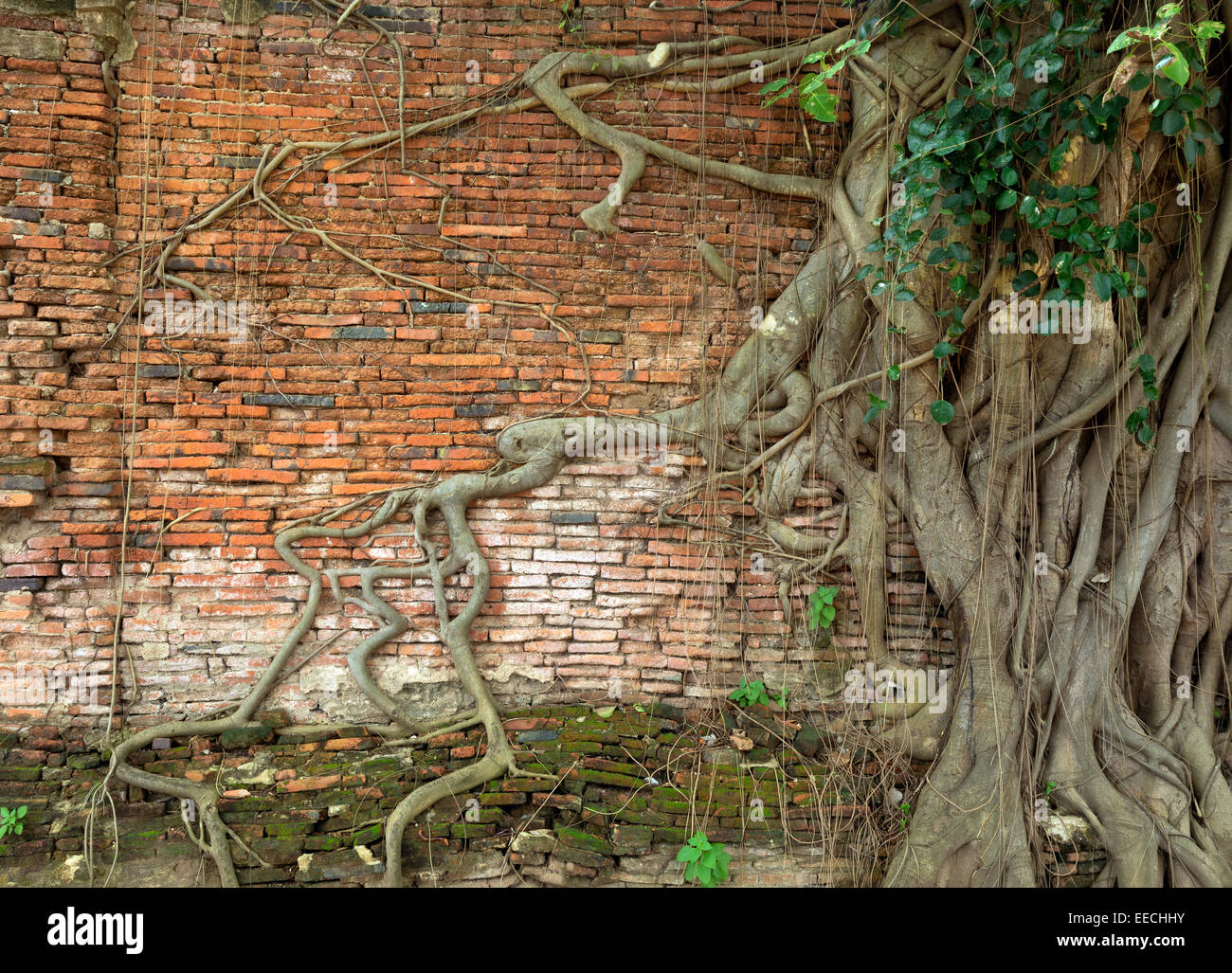 TH00274-00...THAILAND - Tree roots in an ancient brick wall at Wat Phra ...