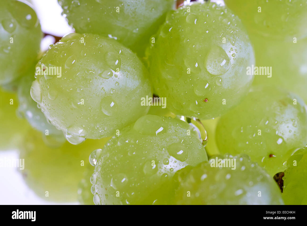 Grapes with drops of water Stock Photo - Alamy