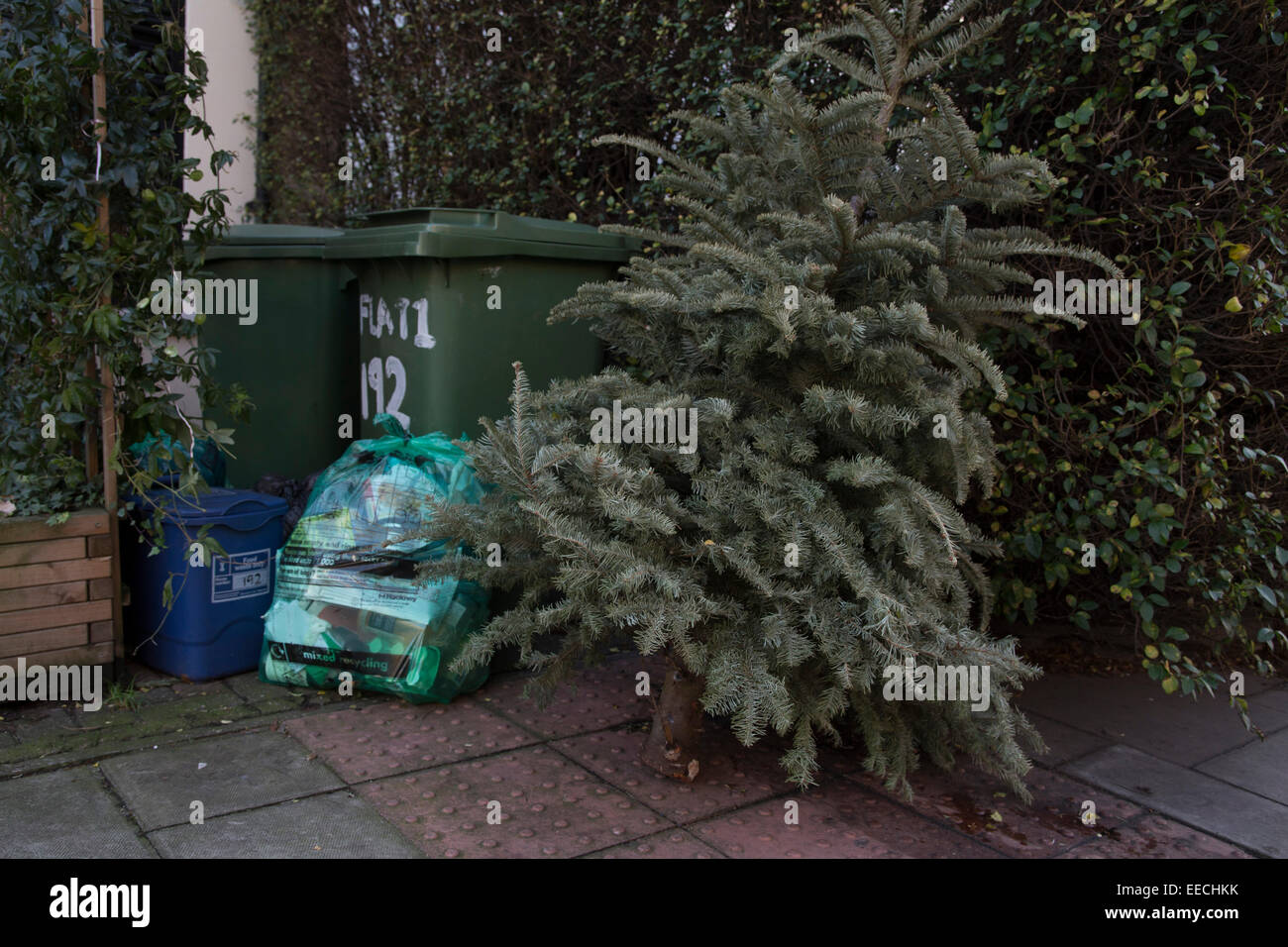 Christmas is over. Christmas trees left out for collection by the bin ...