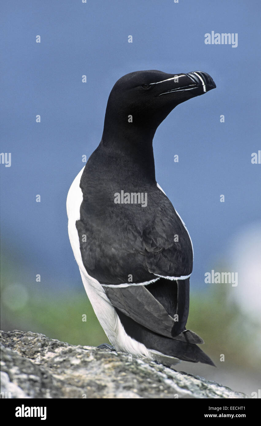 Alcidae bird hi-res stock photography and images - Alamy