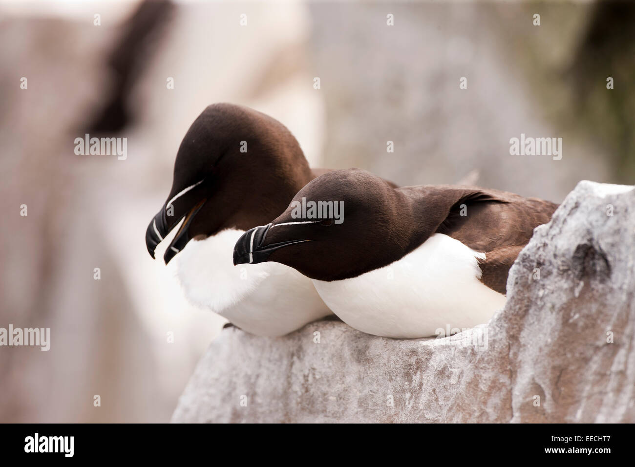 Nesting pair of Razorbills Stock Photo - Alamy