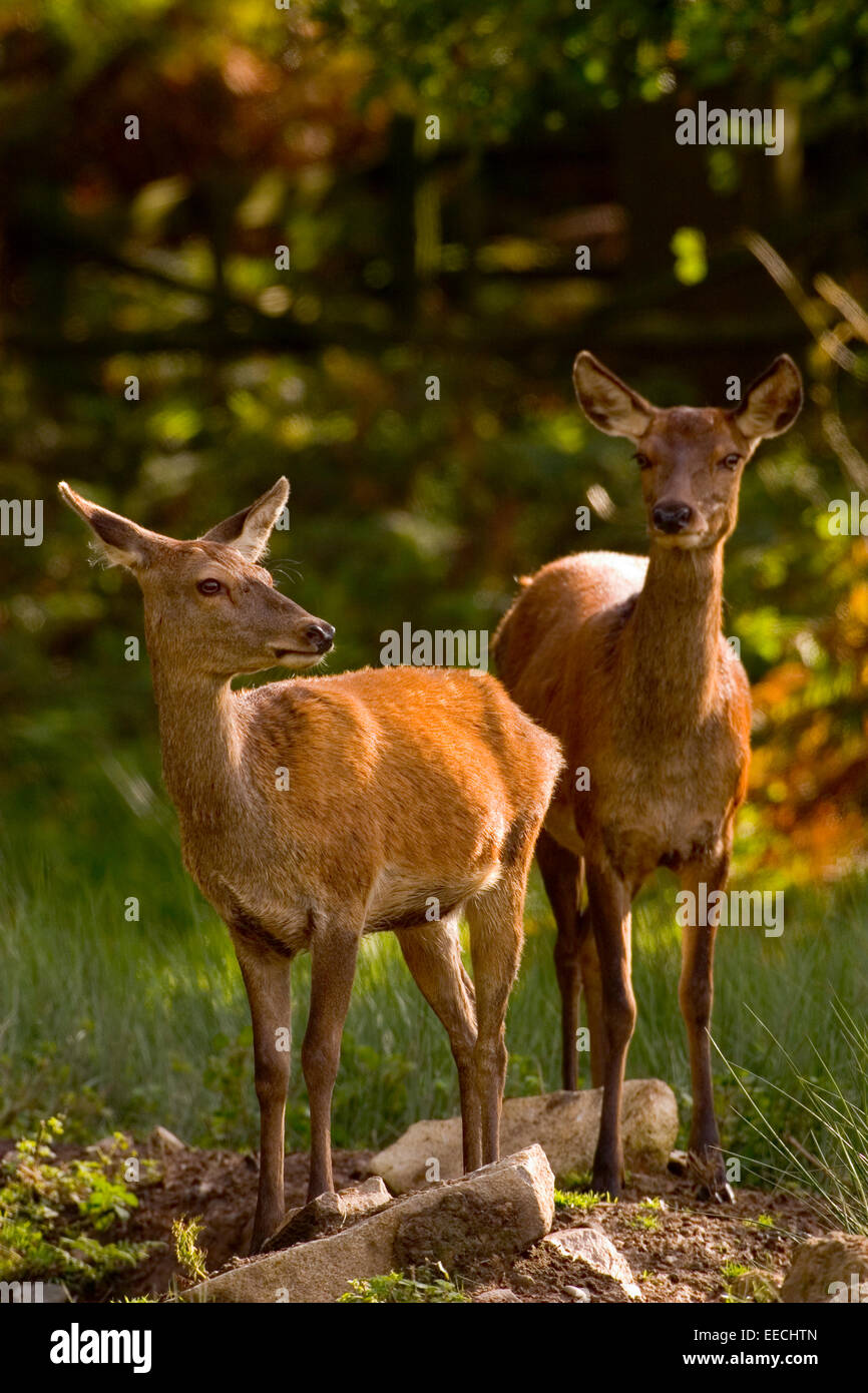 Female Red Deer Stock Photo - Alamy