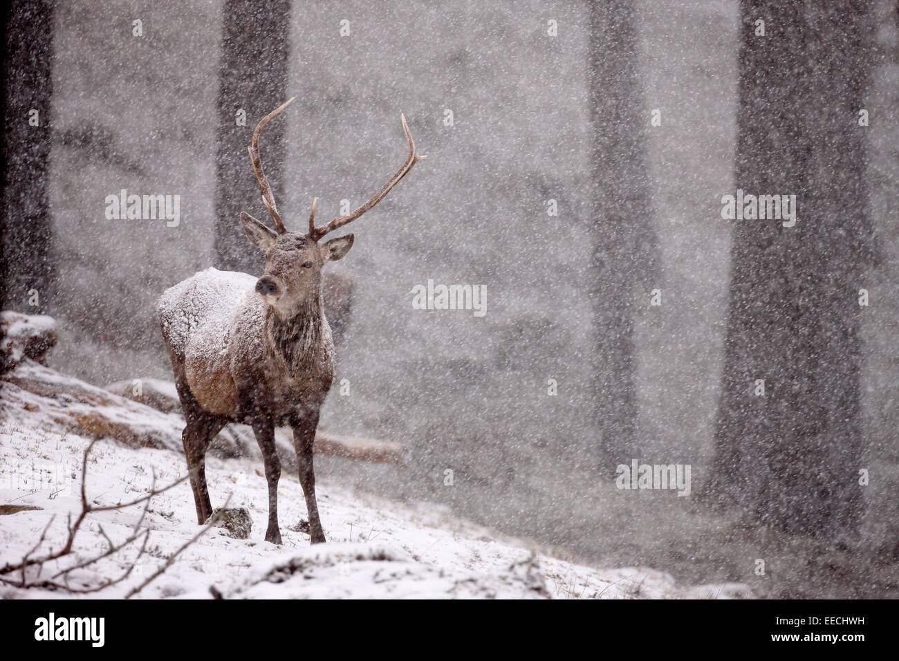Red deer peak district hi-res stock photography and images - Alamy