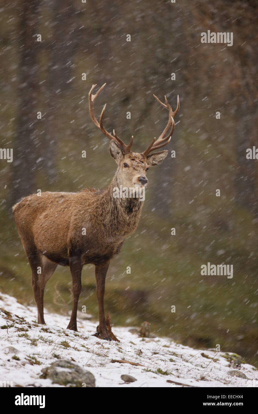 Red deer stag peak district uk hi-res stock photography and images - Alamy