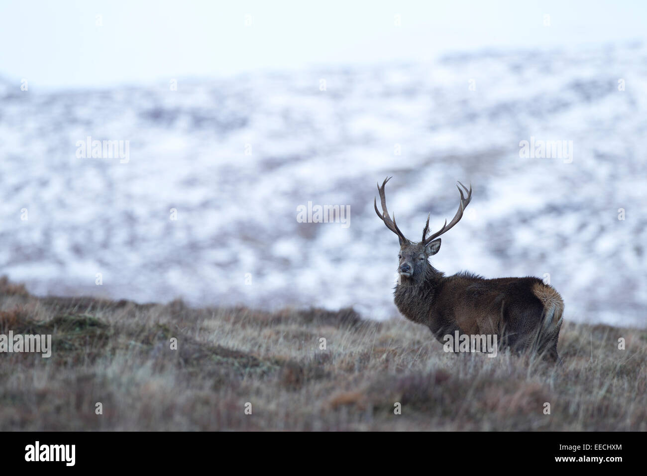 Red Deer Stag Stock Photo - Alamy