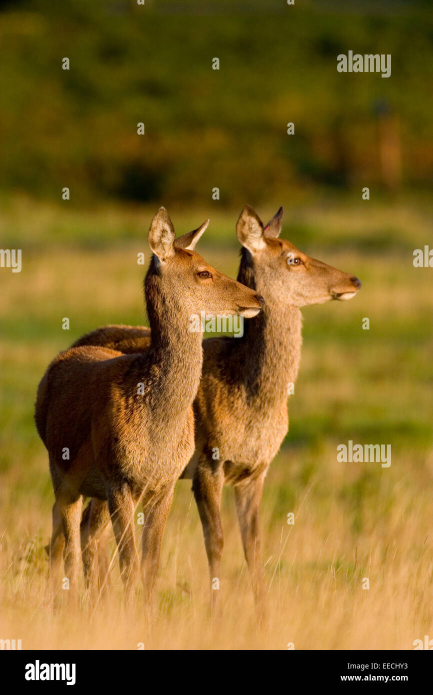 Red deer lake district uk hi-res stock photography and images - Alamy